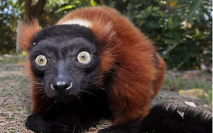 (Image) Meet Max the Lemur, The 2014 World Cup Psychic | CaughtOffside