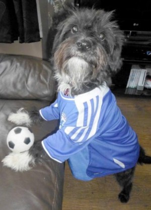 Nine photos of dogs in football kit