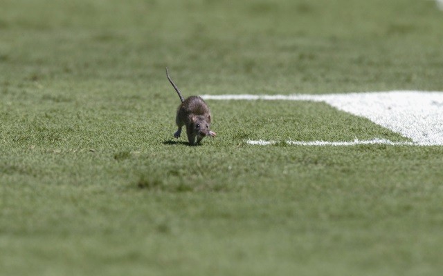 Manchester United mouse invades pitch vs. Southampton