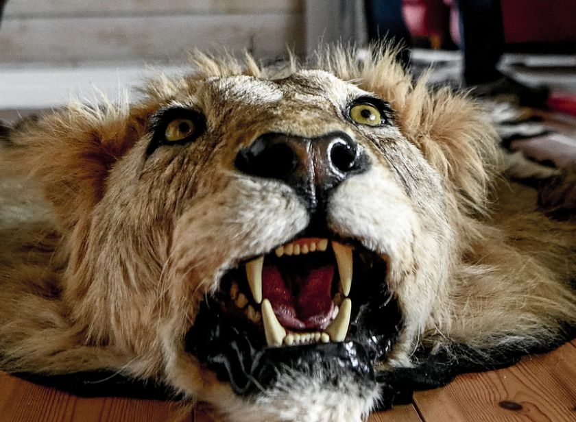 Photo: AC Milan's Zlatan Ibrahimovic in trophy hunting controversy